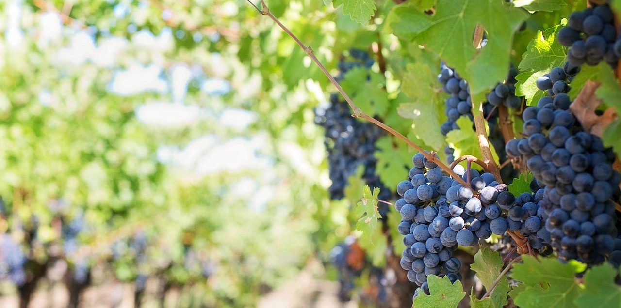 The True Vine - Highway Gospel Hall